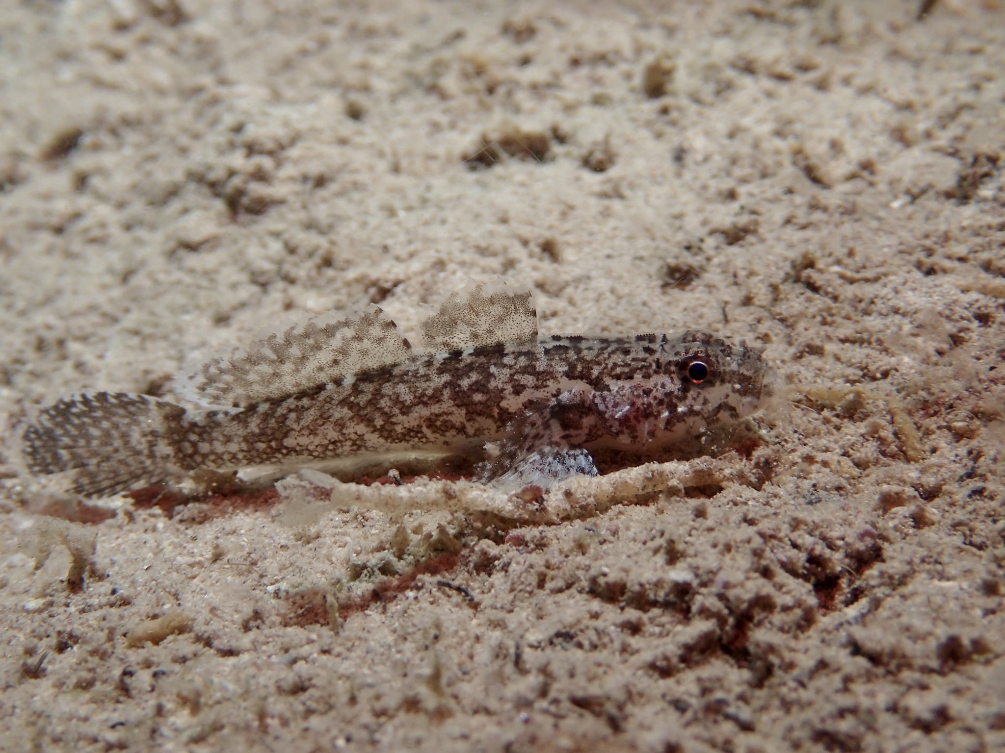 Callogobius mucosus (Günther, 1872)