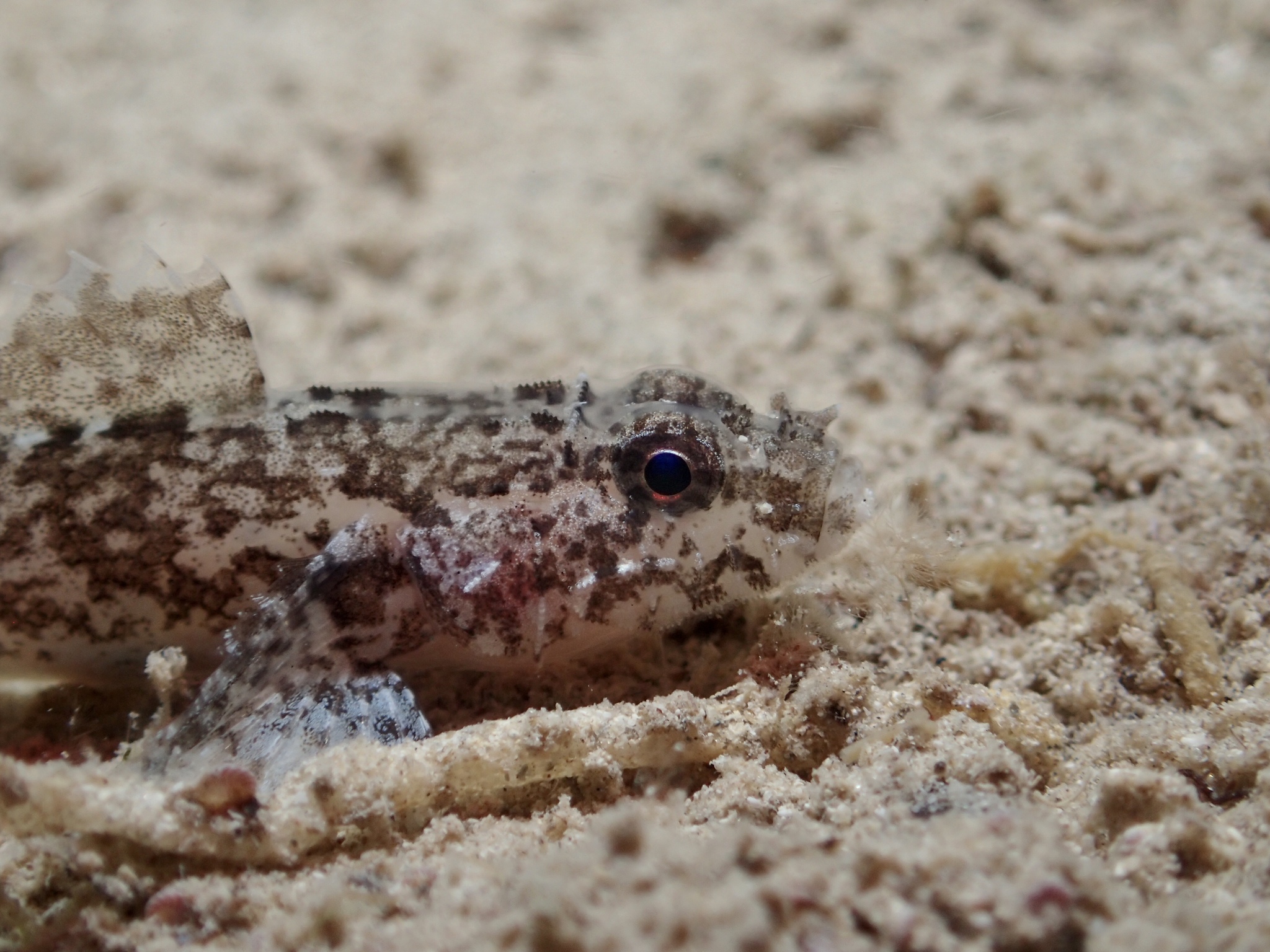 Callogobius mucosus (Günther, 1872)