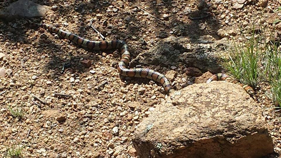 Western Milksnake from Cheyenne Mountain State park on May 4, 2015 by ...