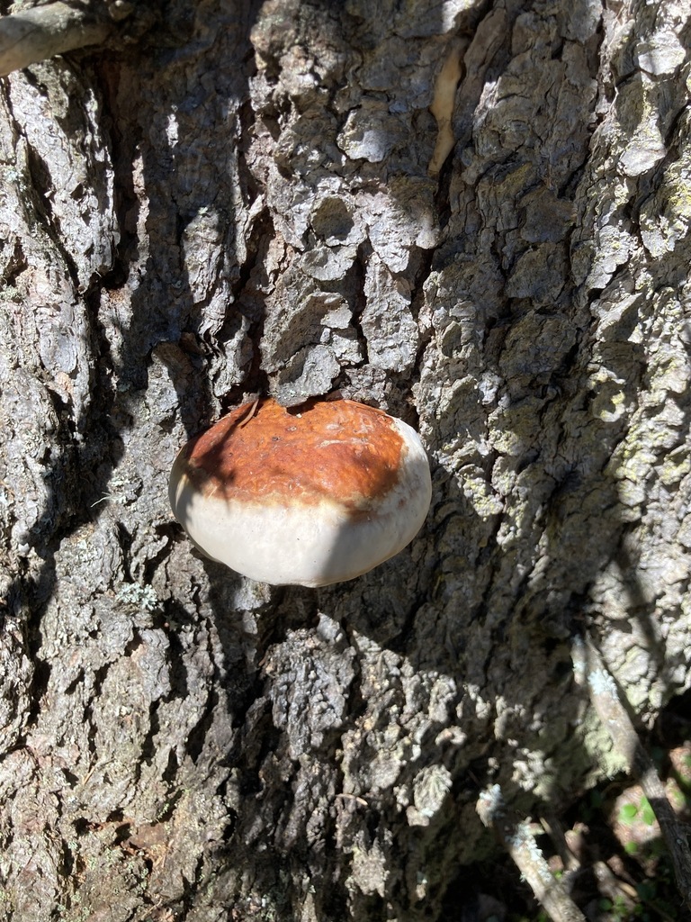 Northern Red Belt from Foothills County, AB, Canada on May 30, 2021 at ...