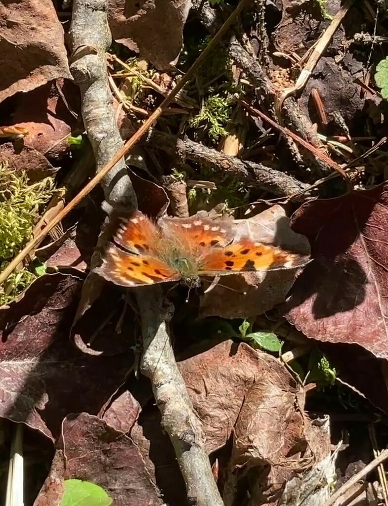 Green Comma from Foothills County, AB, Canada on June 01, 2021 at 04:07 ...