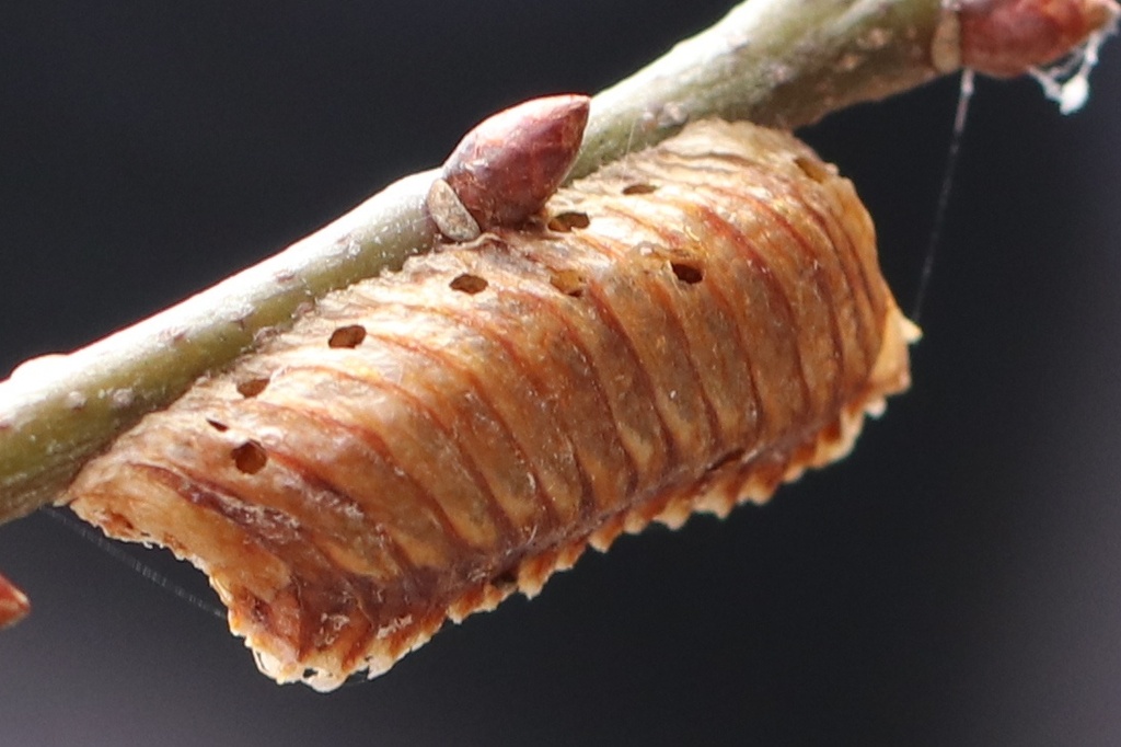 Larger Florida Mantis from Polk County, FL, USA on October 29, 2022 at ...