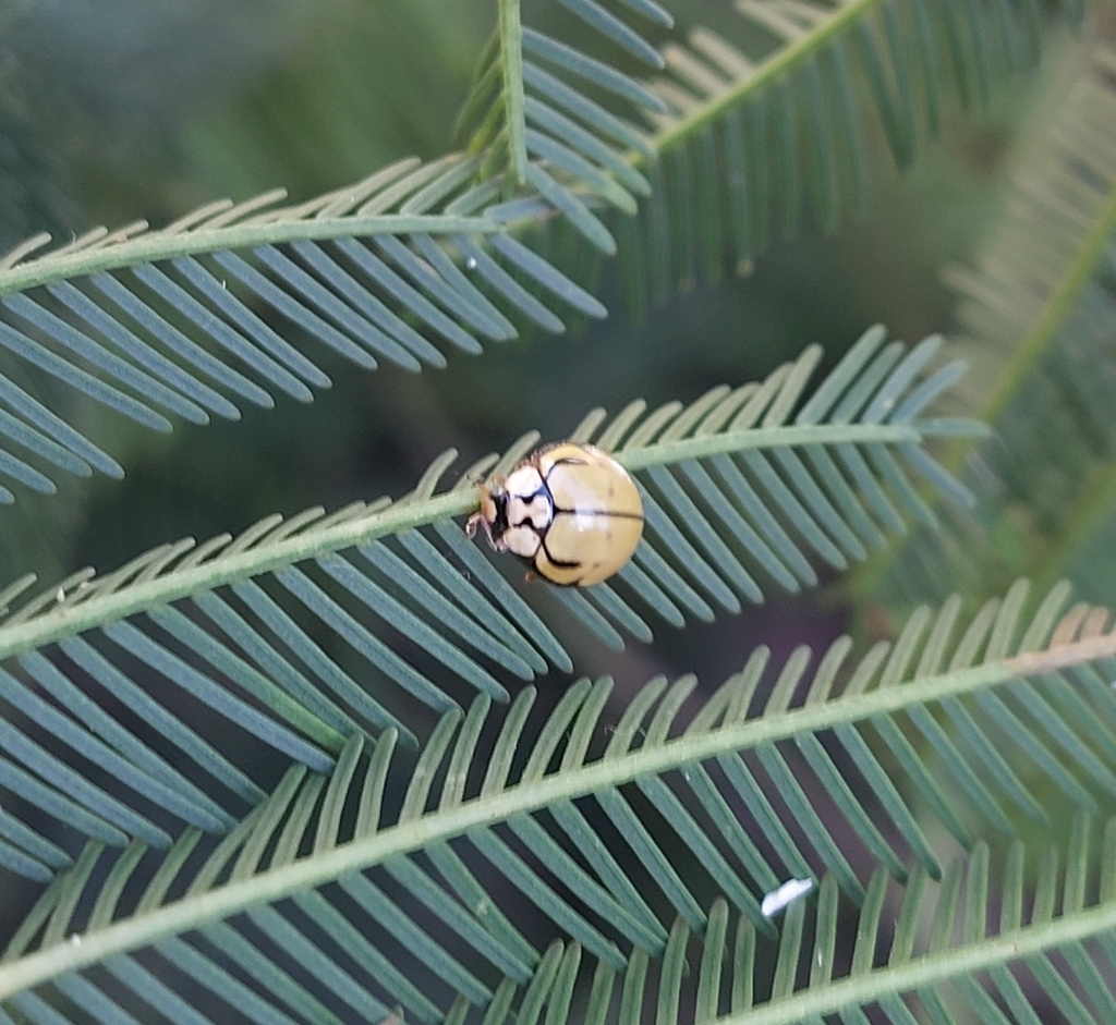 Tortoise-shelled Ladybird from Miranda NSW 2228, Australia on October ...