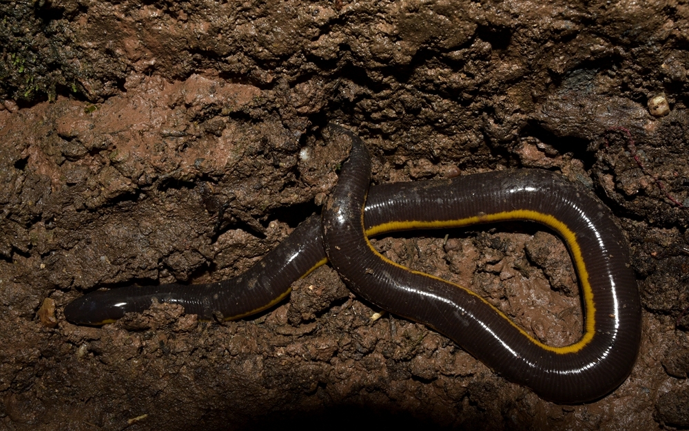 Ichthyophis kohtaoensis Taylor, 1960