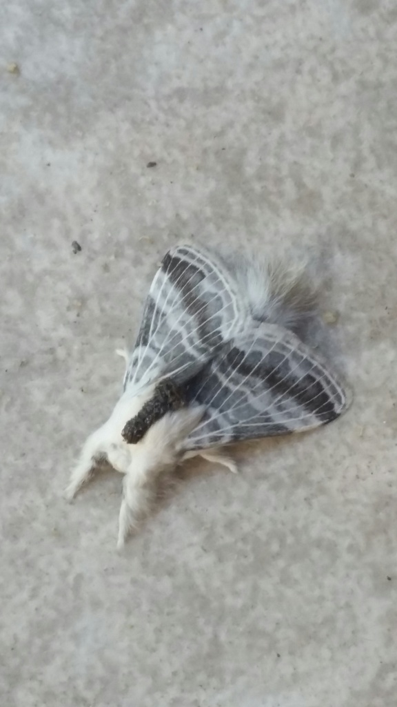 Large Tolype Moth (Commonly observed moths of Dallas/Fort Worth (2 ...