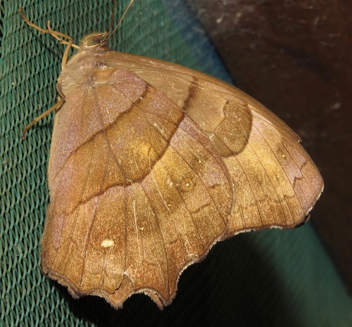 Taygetis puritana · iNaturalist