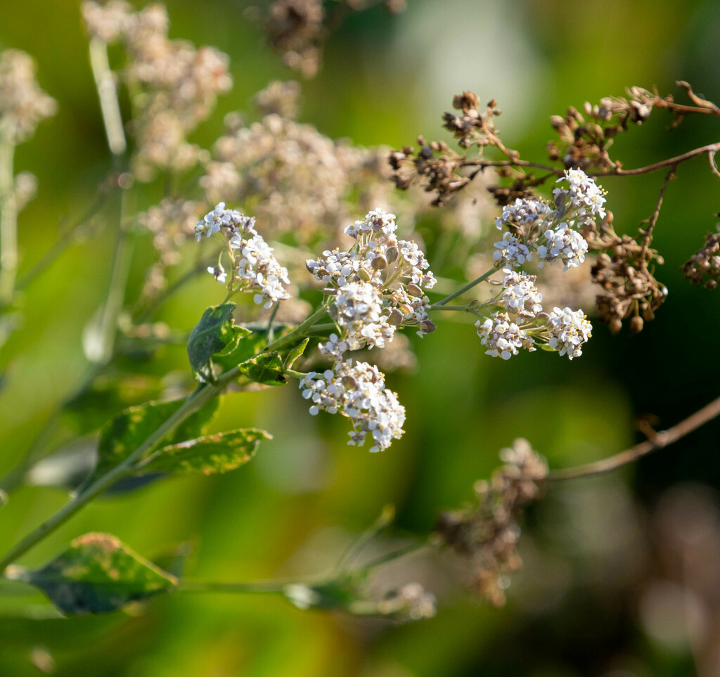 broadleaved pepperweed from Contra Costa, California, United States on ...