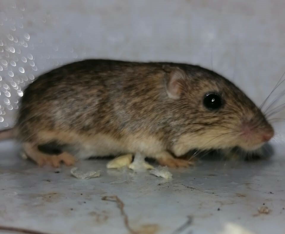 Chaetodipus nelsoni (Merriam, 1894)