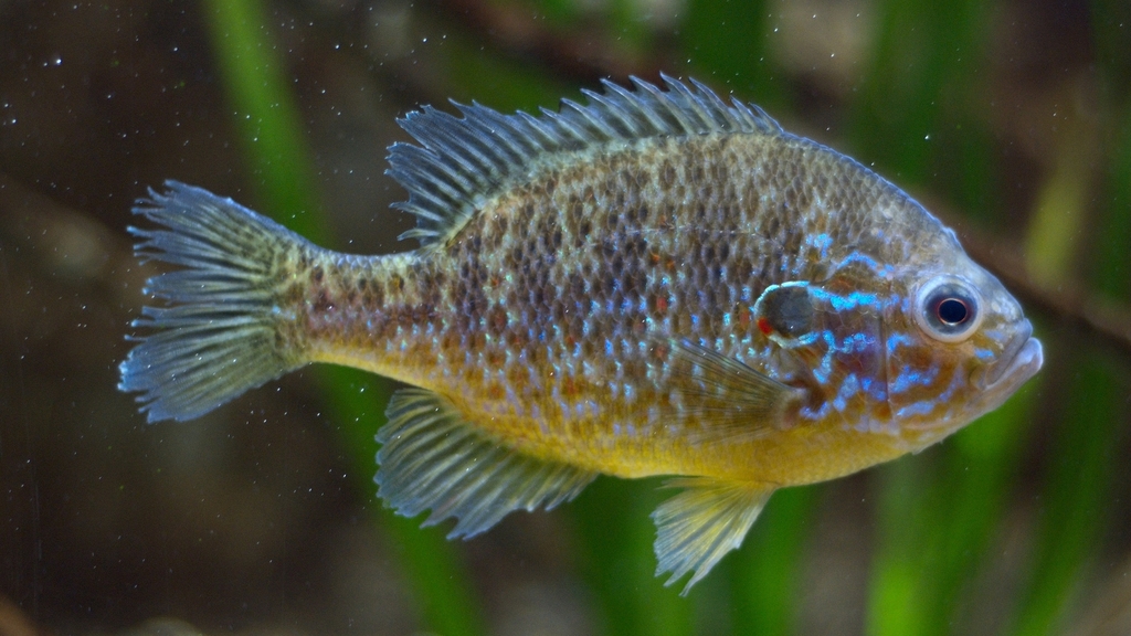 Pumpkinseed (Fish of Serbia - guide) · iNaturalist