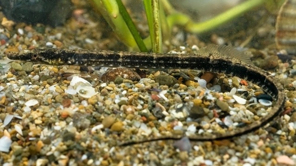 Black-striped Pipefish (Fish of Serbia - guide) · iNaturalist