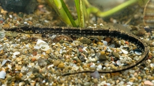 Black-striped Pipefish (Fish of Serbia - guide) · iNaturalist