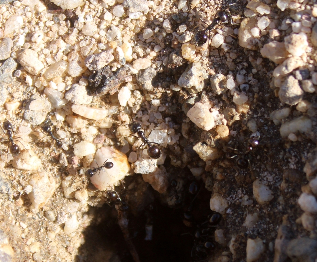 Veromessor pergandei from Ocotillo, CA 92259, USA on October 29, 2022 ...
