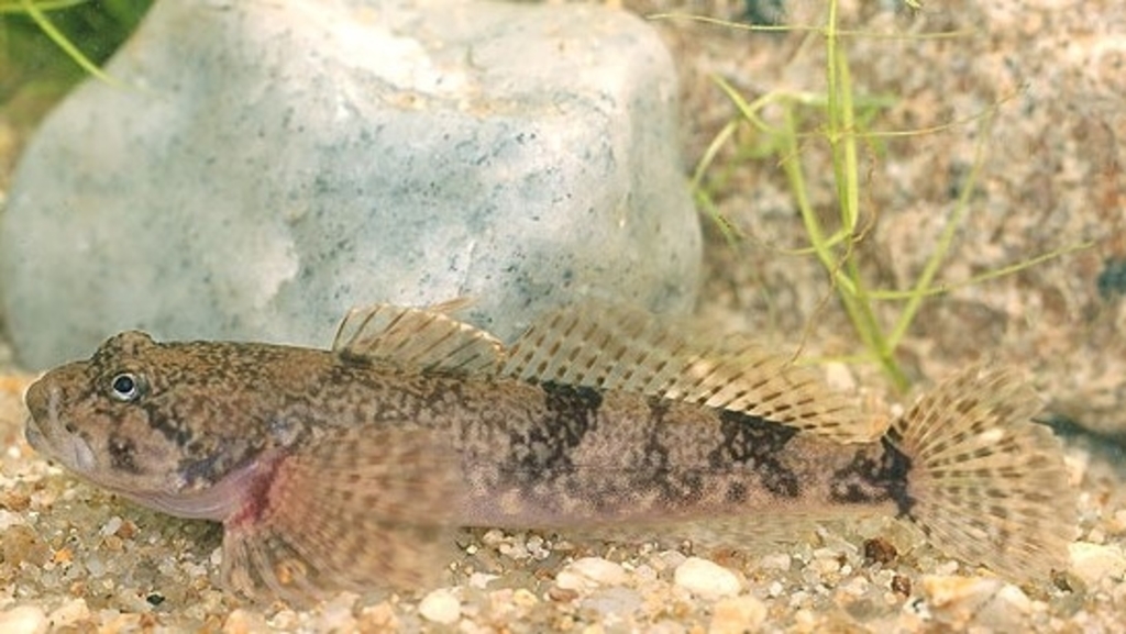 European Bullhead (Fish of Serbia - guide) · iNaturalist