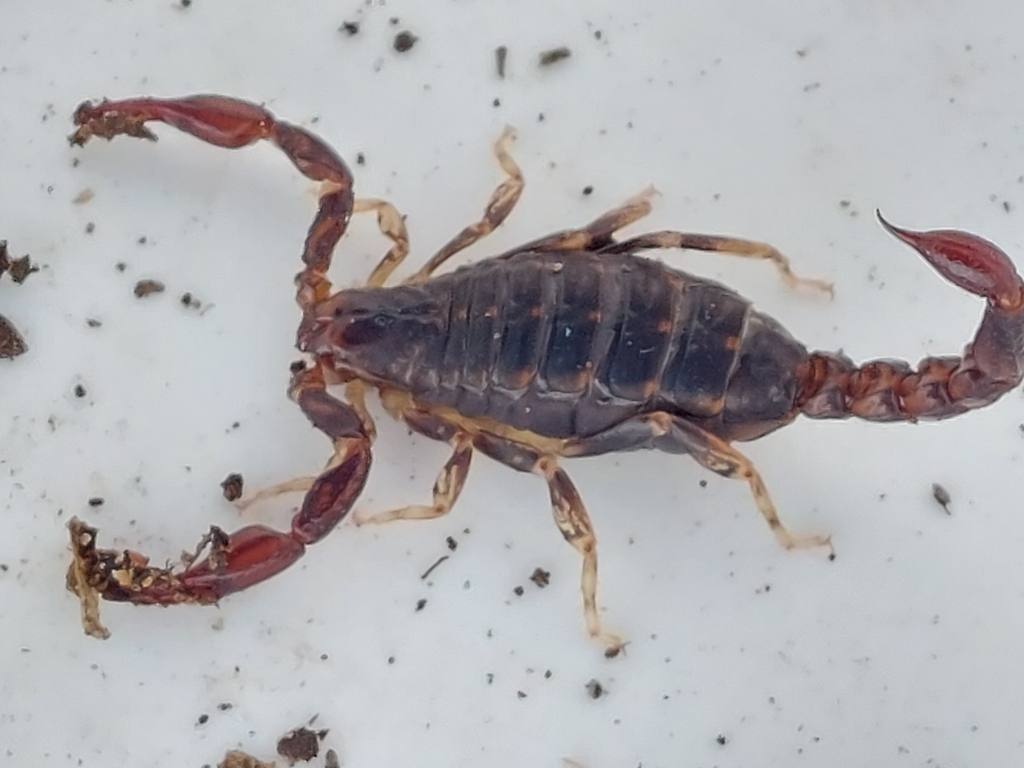 Forest Scorpion from Darriman VIC 3851, Australia on October 30, 2022 ...