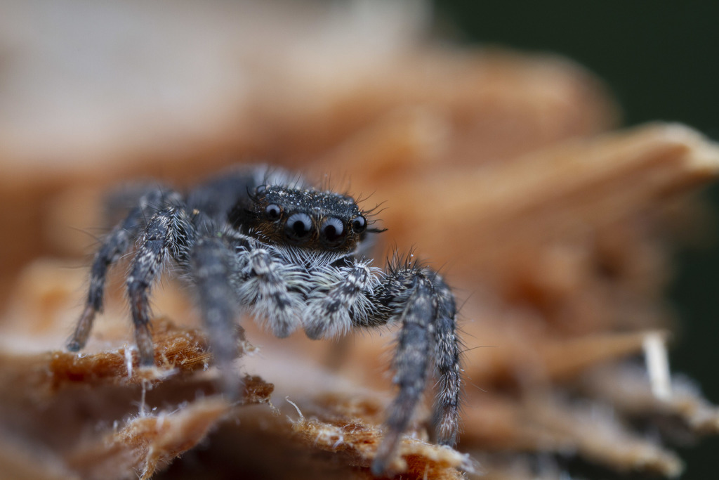 California Flattened Jumping Spider from Capital, BC, Canada on August ...