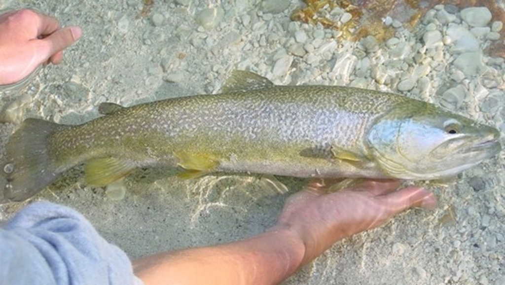Marble trout (Fish of Serbia - guide) · iNaturalist