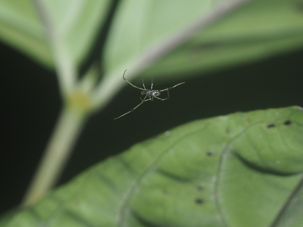 Janula parva from Muaro Jambi Regency, Jambi, Indonesia on October 7 ...