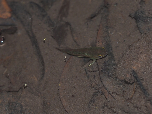 Betta cracens · iNaturalist Panamá