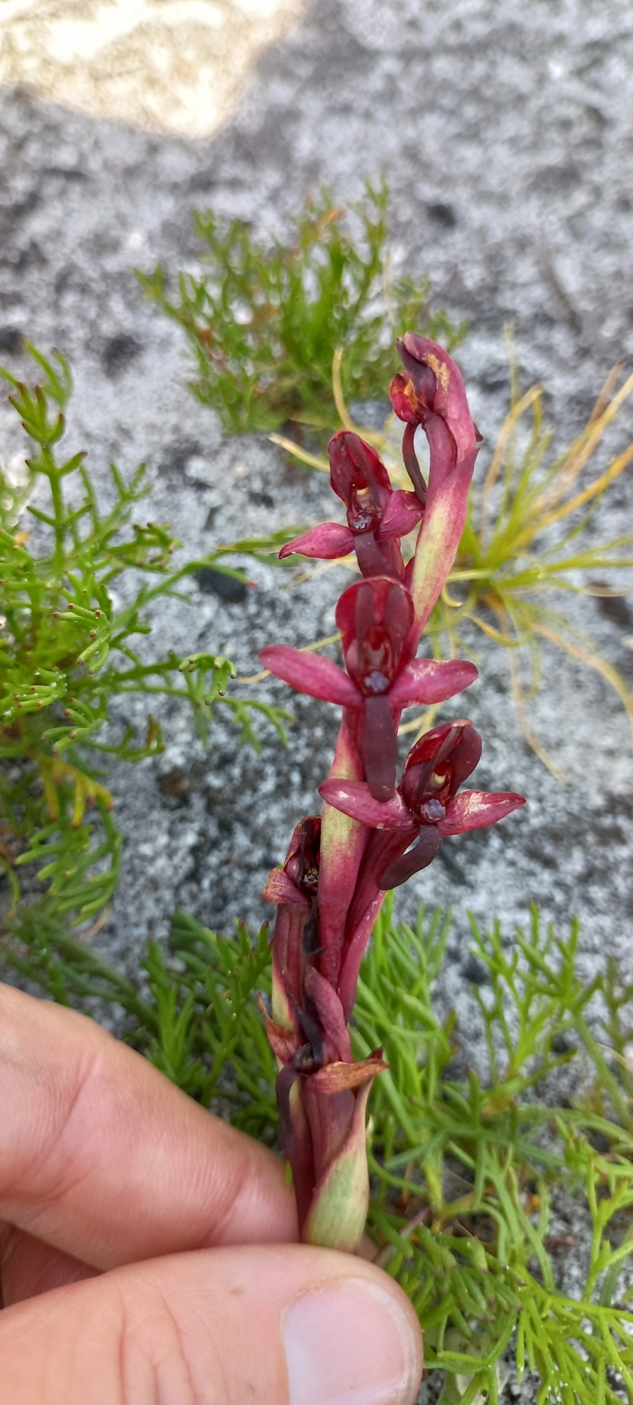 Disa ophrydea (Lindl.) Bolus
