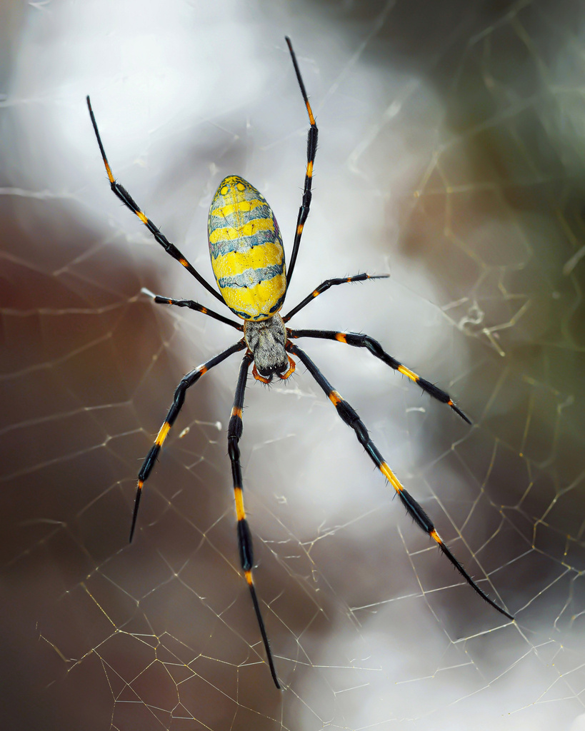 Joro Spider (Smokies Most Wanted) · iNaturalist