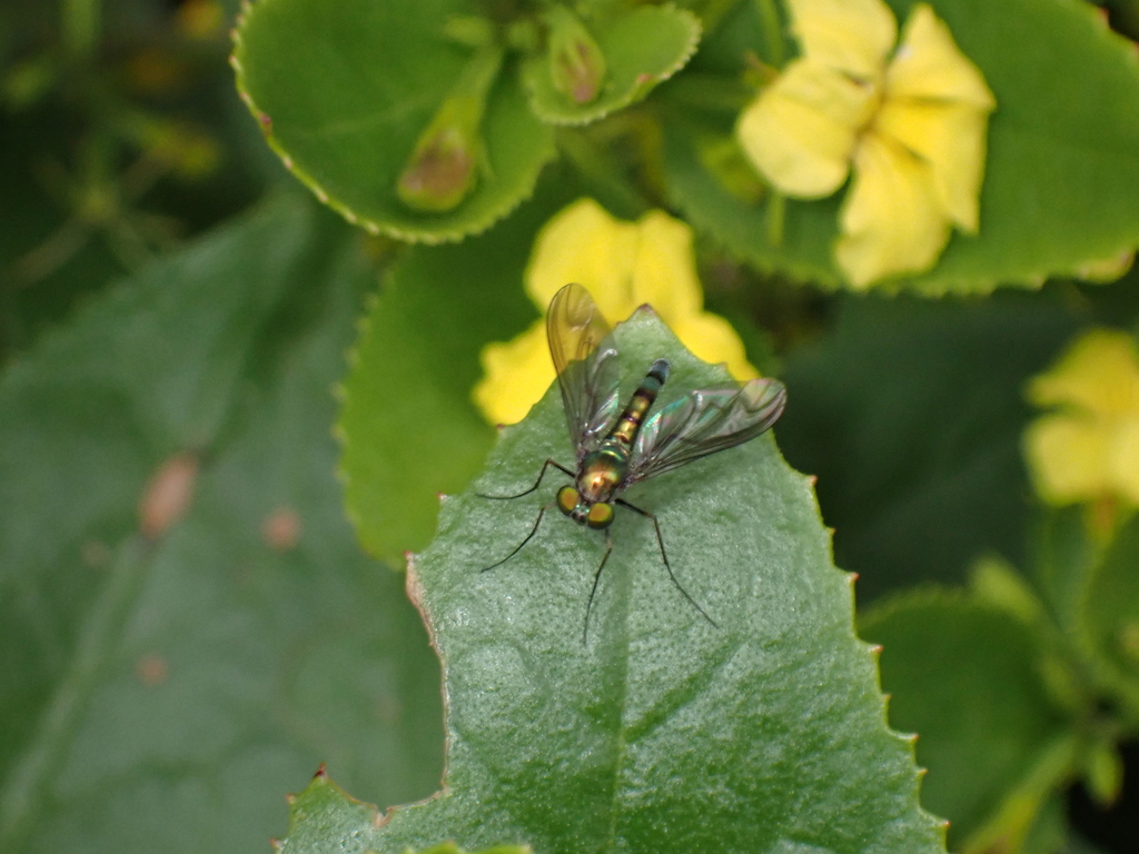 Long-legged Flies from 4 Ronald Ct, Somerville VIC 3912, Australia on ...