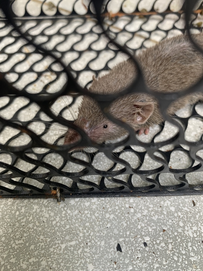 Luzon Shrew from Luzon, Tabaco City, Albay, PH on October 30, 2022 at ...