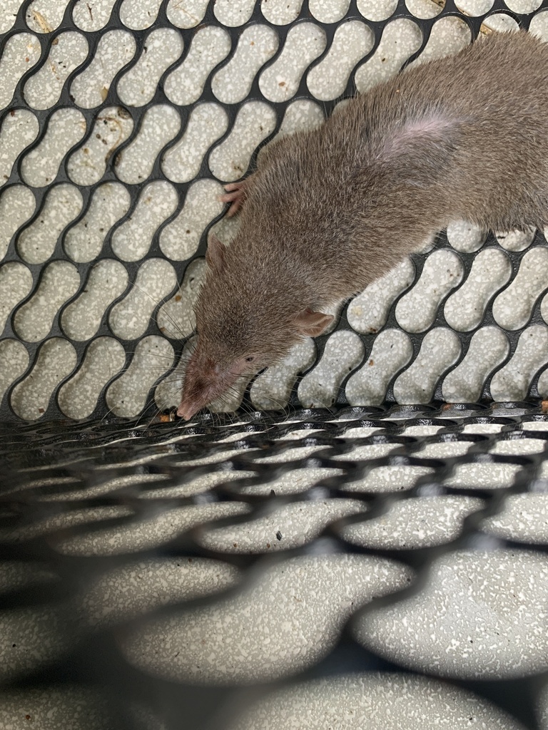 Luzon Shrew (Crocidura grayi) - Know Your Mammals