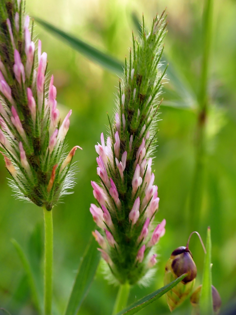 Narrow-leaved clover (Flora de la Alcarria de Alcalá) · iNaturalist