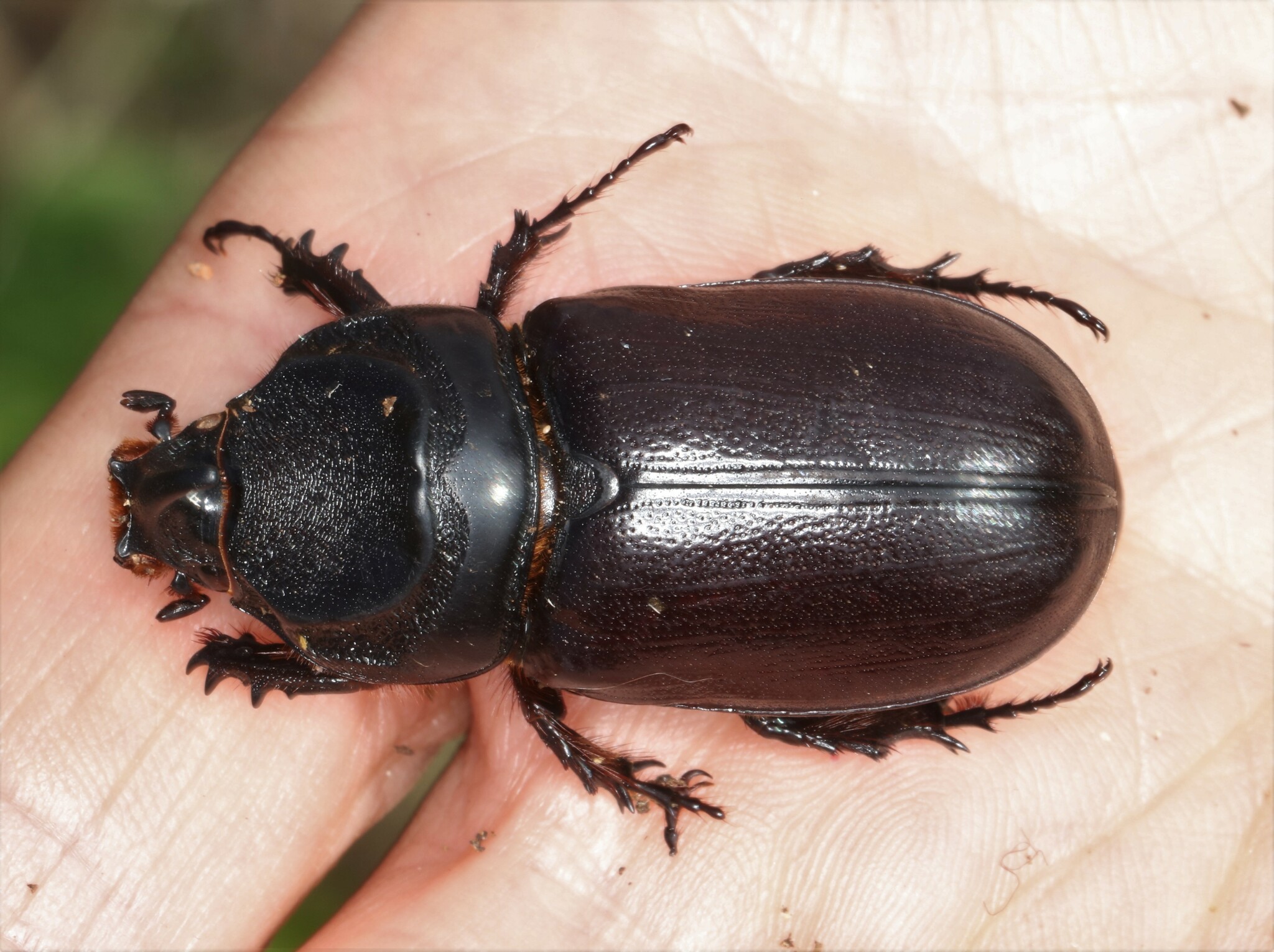 Oryctes monoceros (Olivier, 1789)