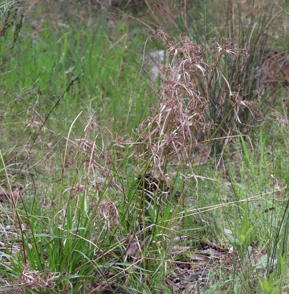tall flatsedge from Canberra Central, ACT, Australia on October 28 ...
