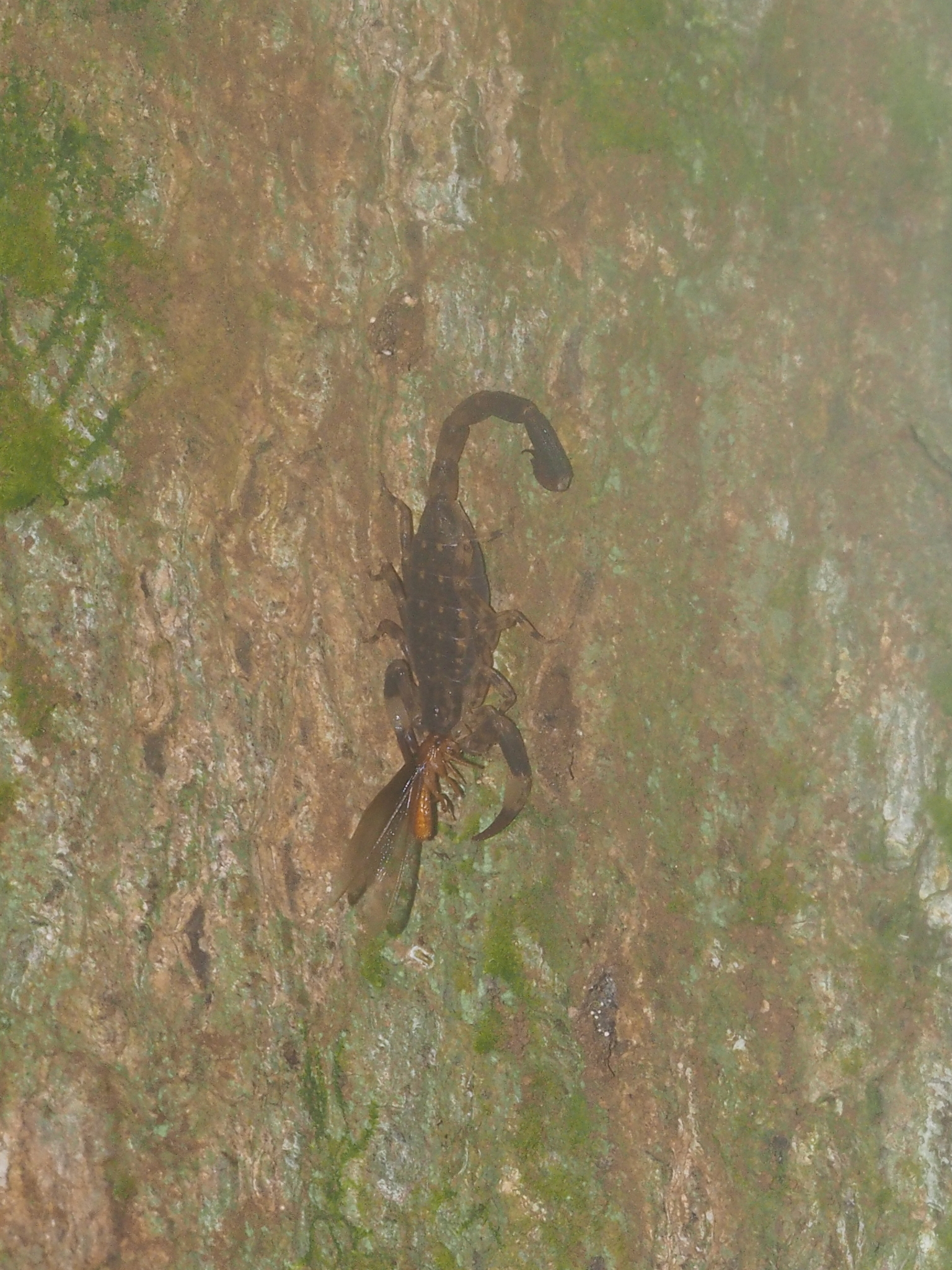 Lychas mucronatus (Fabricius, 1798)