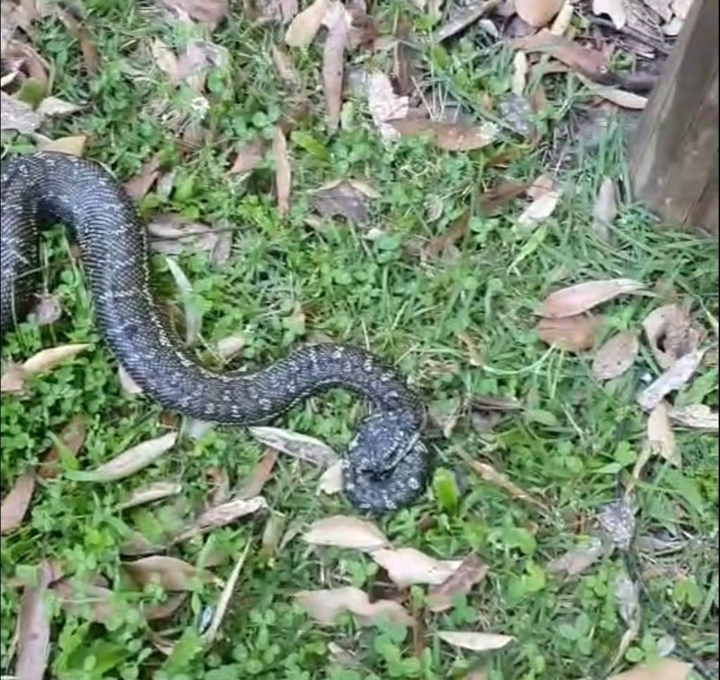 Diamond Python from Carina Rd at Kuruk Pl, Turramurra NSW 2074 ...