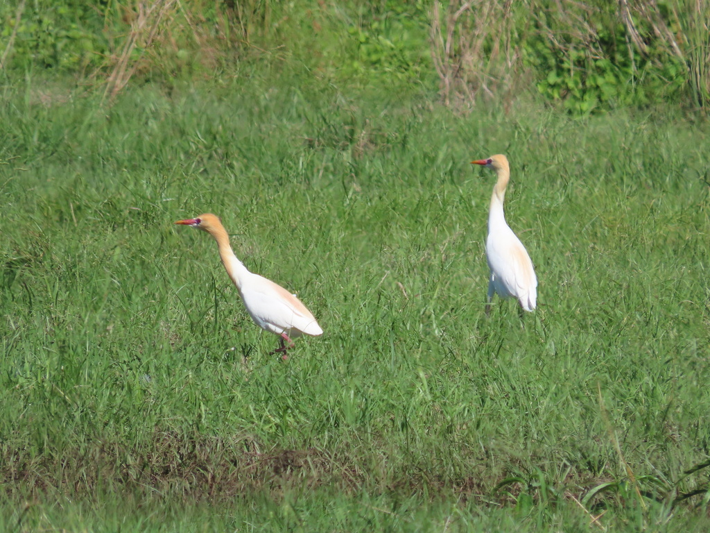 Eastern Cattle Egret from Deagon Wetlands Reserve, Sandgate, QLD, AU on ...