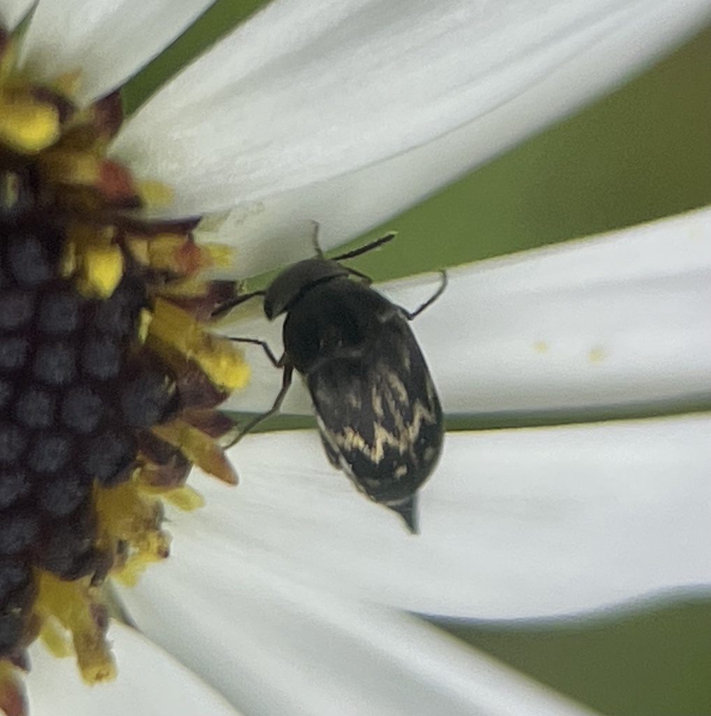 Mordella australis from Frankston South, VIC, AU on October 30, 2022 at ...