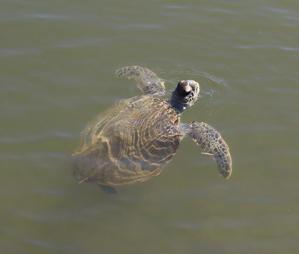 Green Sea Turtle from Pine River, Bald Hills, QLD, AU on October 30 ...
