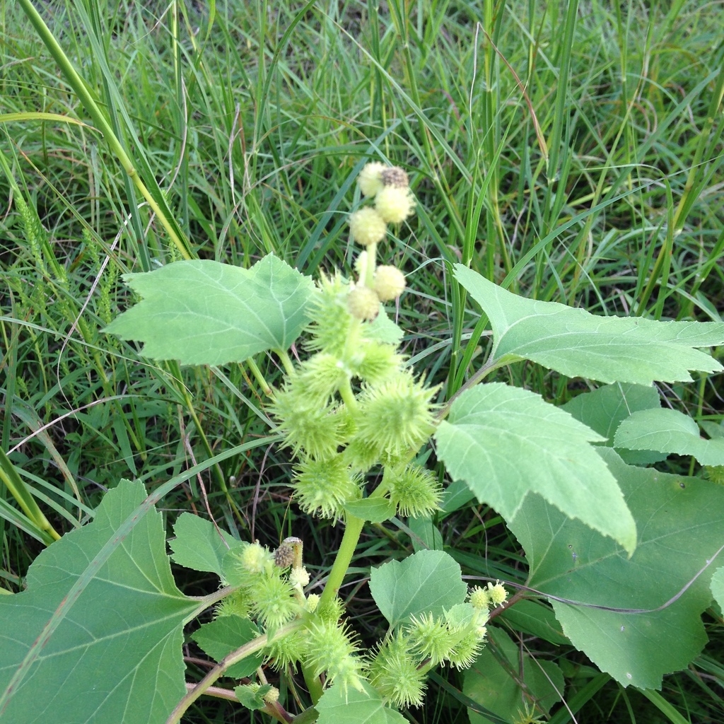 Rough Cocklebur (Marshes, swamp and Riverside vegetation of Khandwa ...