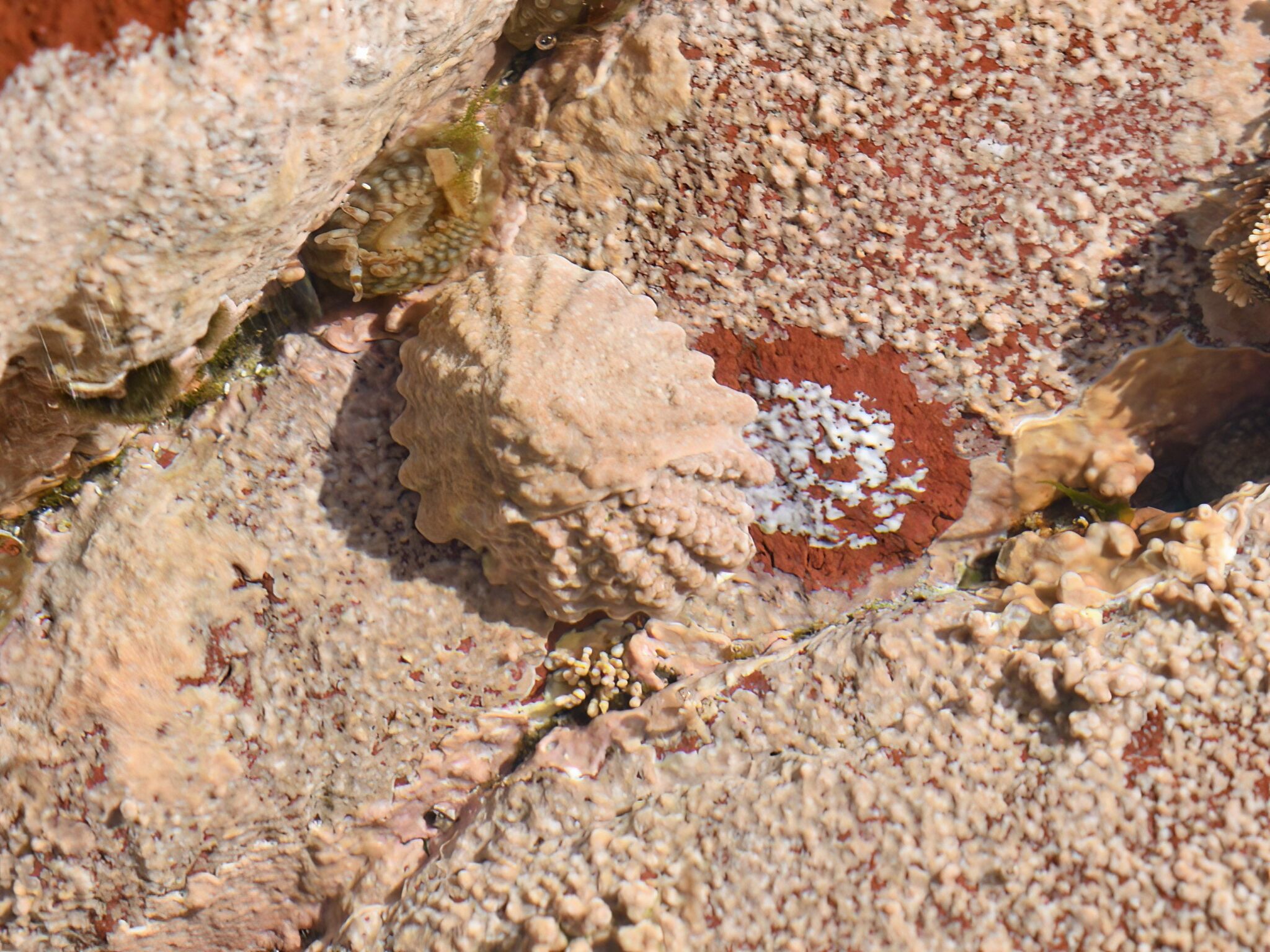 Patelloida corticata (F.W.Hutton, 1880)