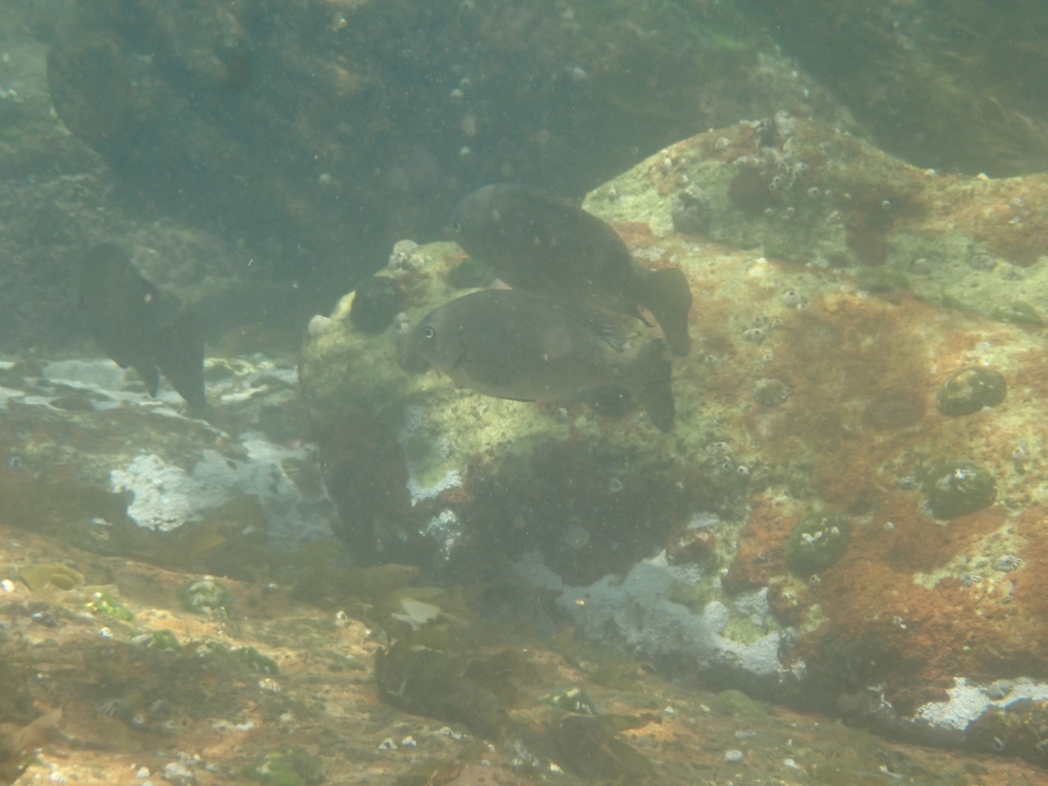 Girella elevata Macleay, 1881