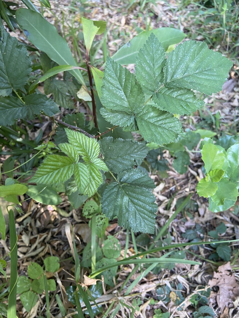 Rubus bergii × pinnatus from Newlands Forest, Cape Town, WC, ZA on ...