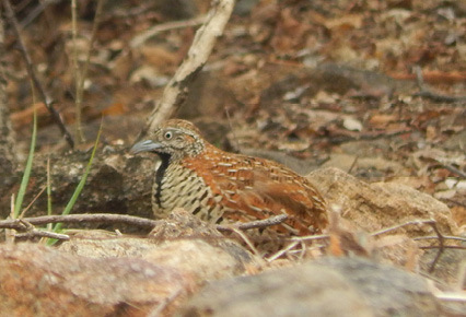 Barred Buttonquail / வருமார்புகூறுங்காடை / Varimaarbukurunkaadai/ காடை ...