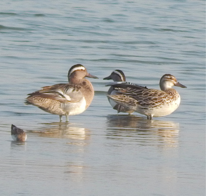 Garganey / நிலச்சீராகி / சேரரி (Nillachiragi / Serari) (Birds of ...