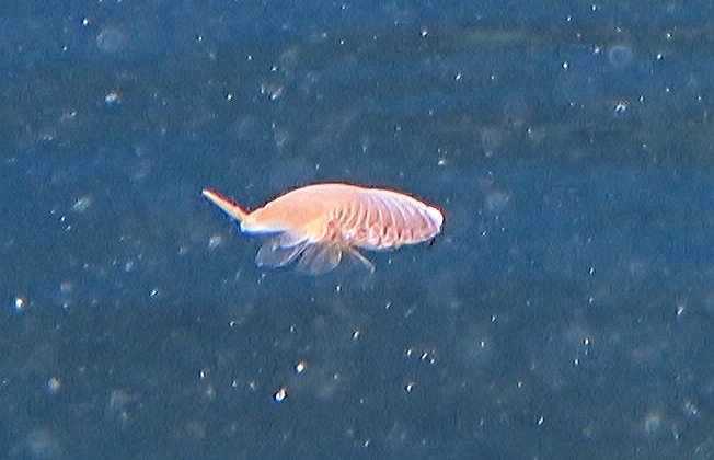 Anilocra physodes (Linnaeus, 1758)