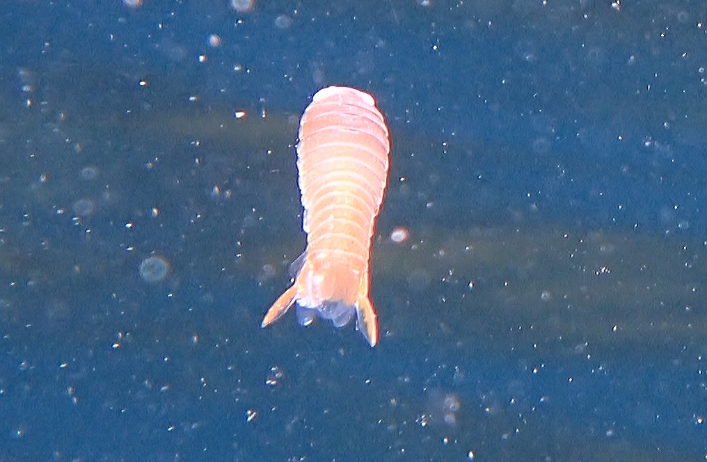 Anilocra physodes (Linnaeus, 1758)