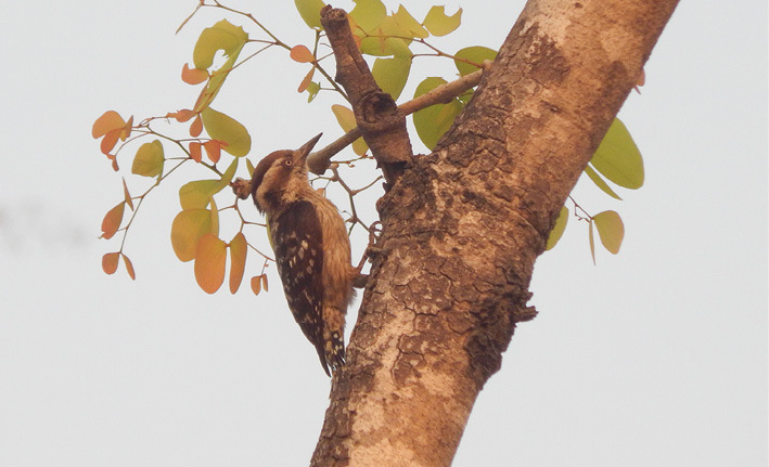 Brown-capped Woodpecker / சின்ன மரன்கோட்டை / Sinna Marankotti (Birds of ...