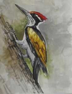 White-naped Woodpecker / மரங்கொத்தி வெண்கழுத்து / Marangkotti ...