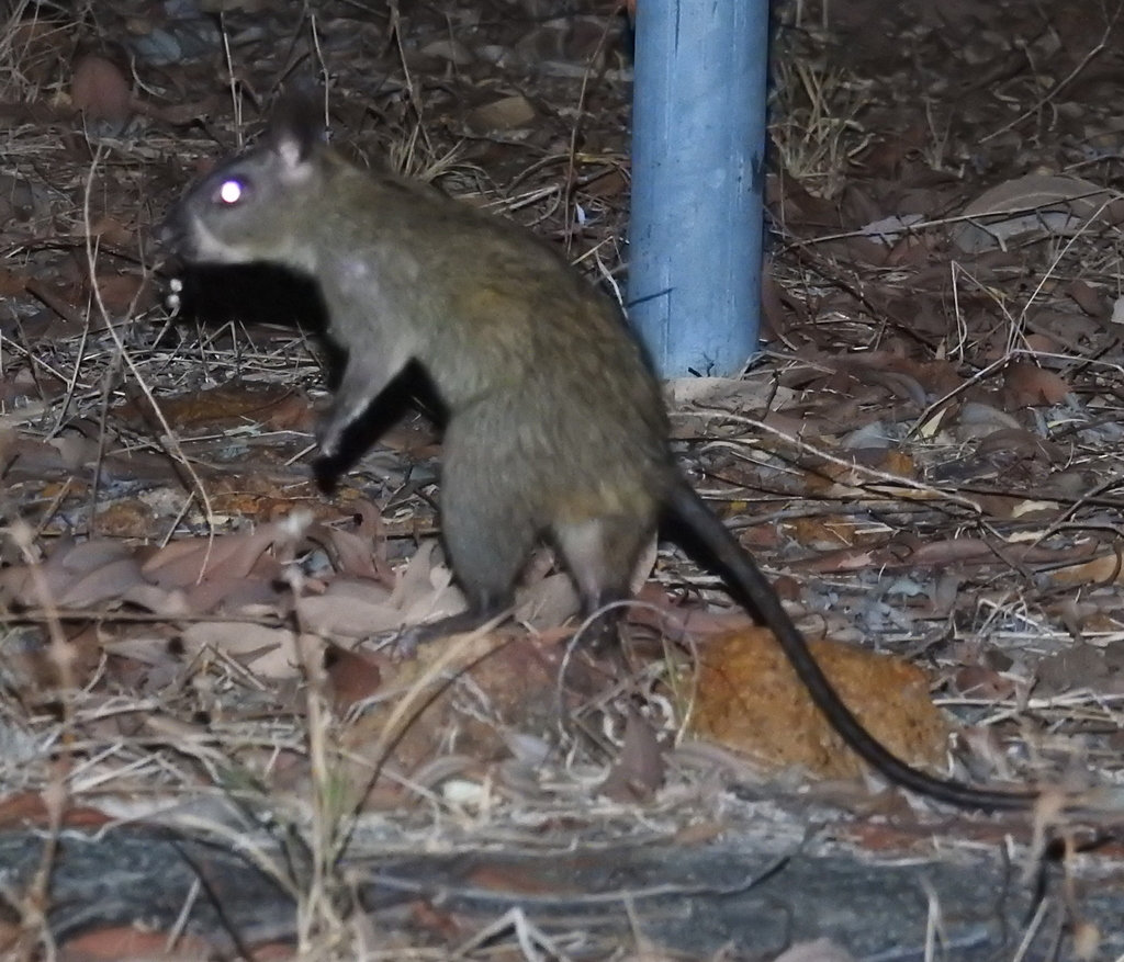 Australian Tree Rats (Mesembriomys) - Know Your Mammals