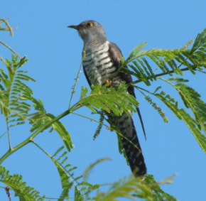 Lesser Cuckoo / சிறுகுயில் / Sirukuyil (Birds of Tiruvannamalai) · iNaturalist