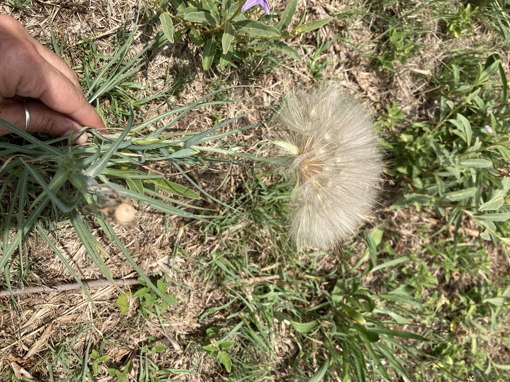 Yellow Salsify from Gilda Road, Pretoria, GP, ZA on October 30, 2022 at ...
