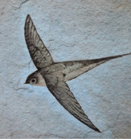Asian Palm-Swift / பனை உழவாரண் / Panai Uzhavaaran (Birds of ...