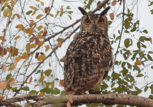 Eurasian Eagle-Owl / கொம்பன் ஆந்தை / Komban Aandhai (Birds of ...